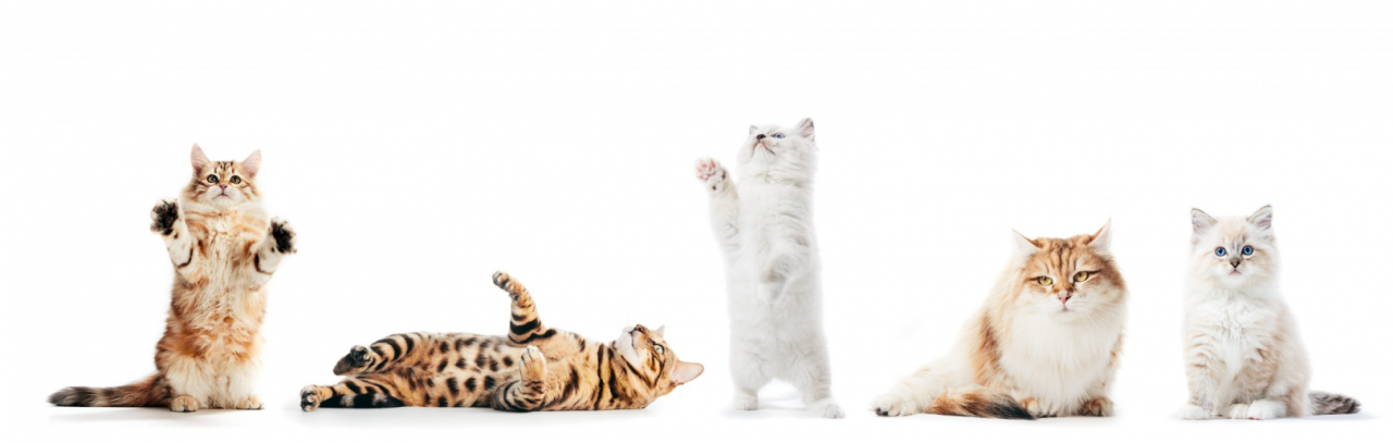 Absolutely Precious Feline Boutique & Cattery | Cattery in Washington, D.C.