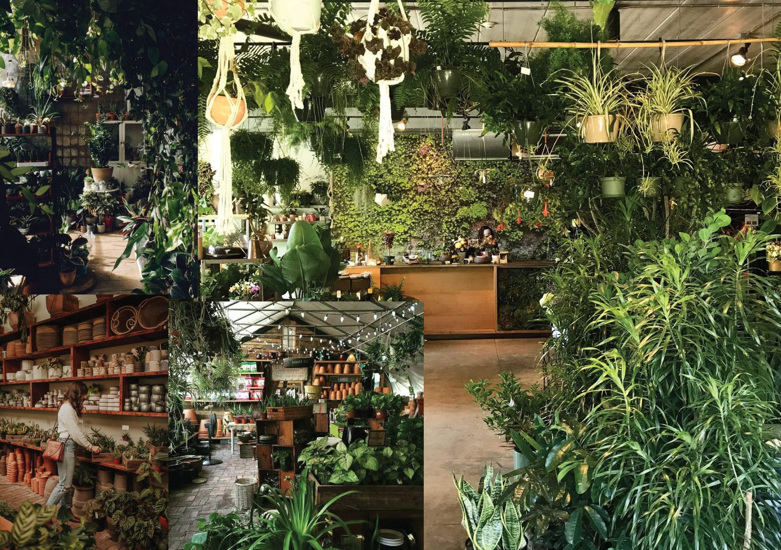 Absolutely Precious Feline Boutique & Cattery | Cattery in Washington, D.C.