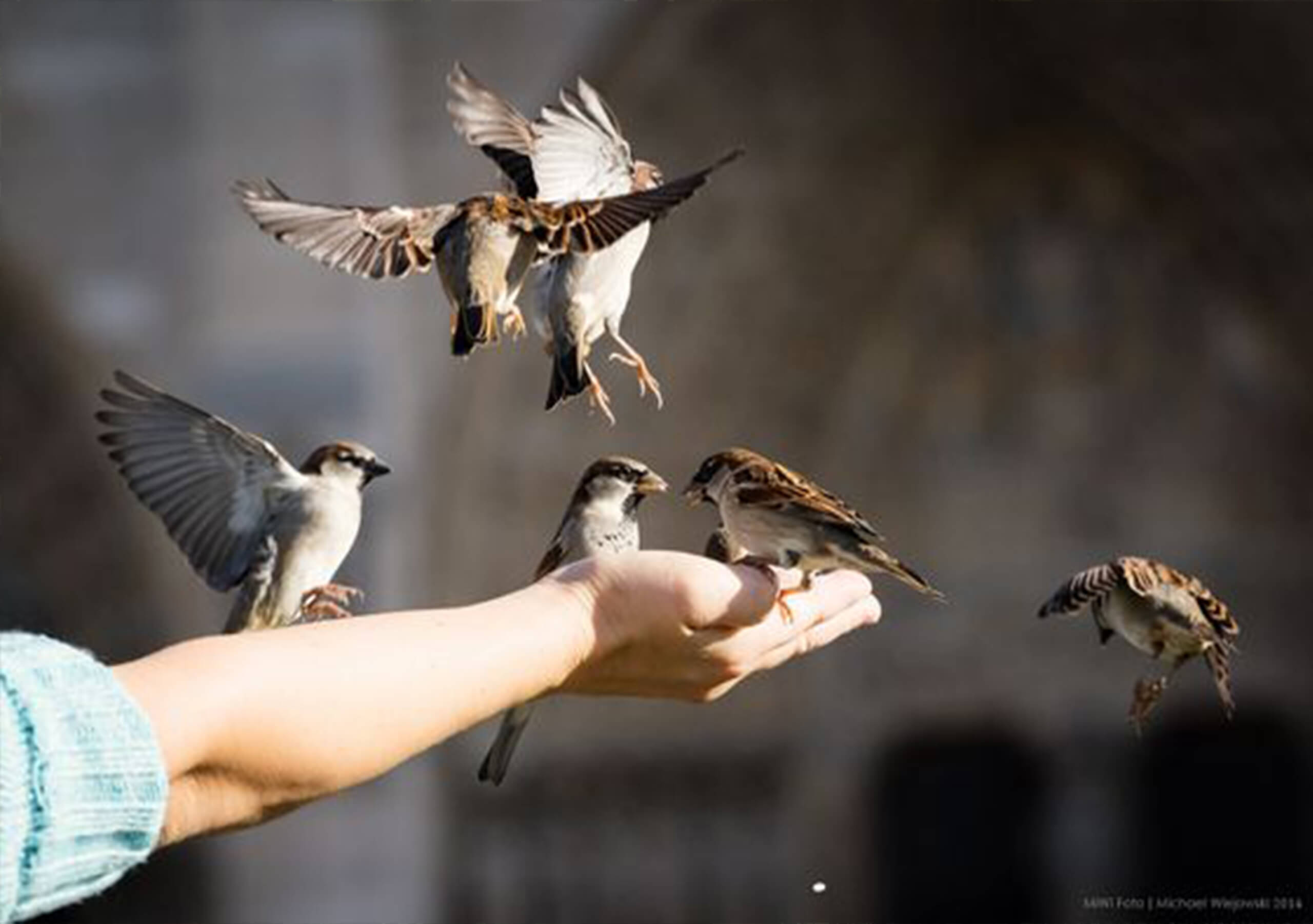 Absolutely Precious Feline Boutique & Cattery | Cattery in Washington, D.C.