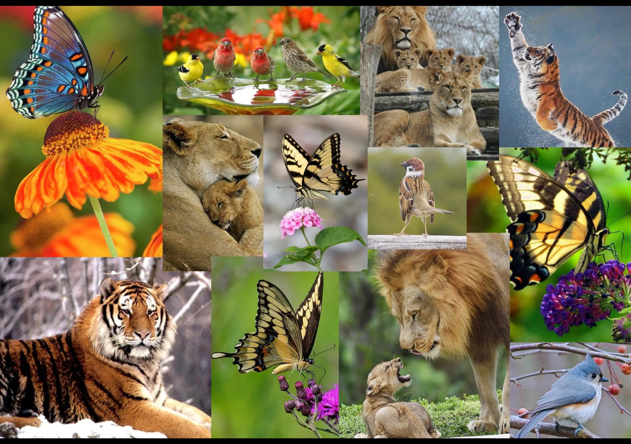 Learn Nature Photography & Photo Framing for Beautiful Shots