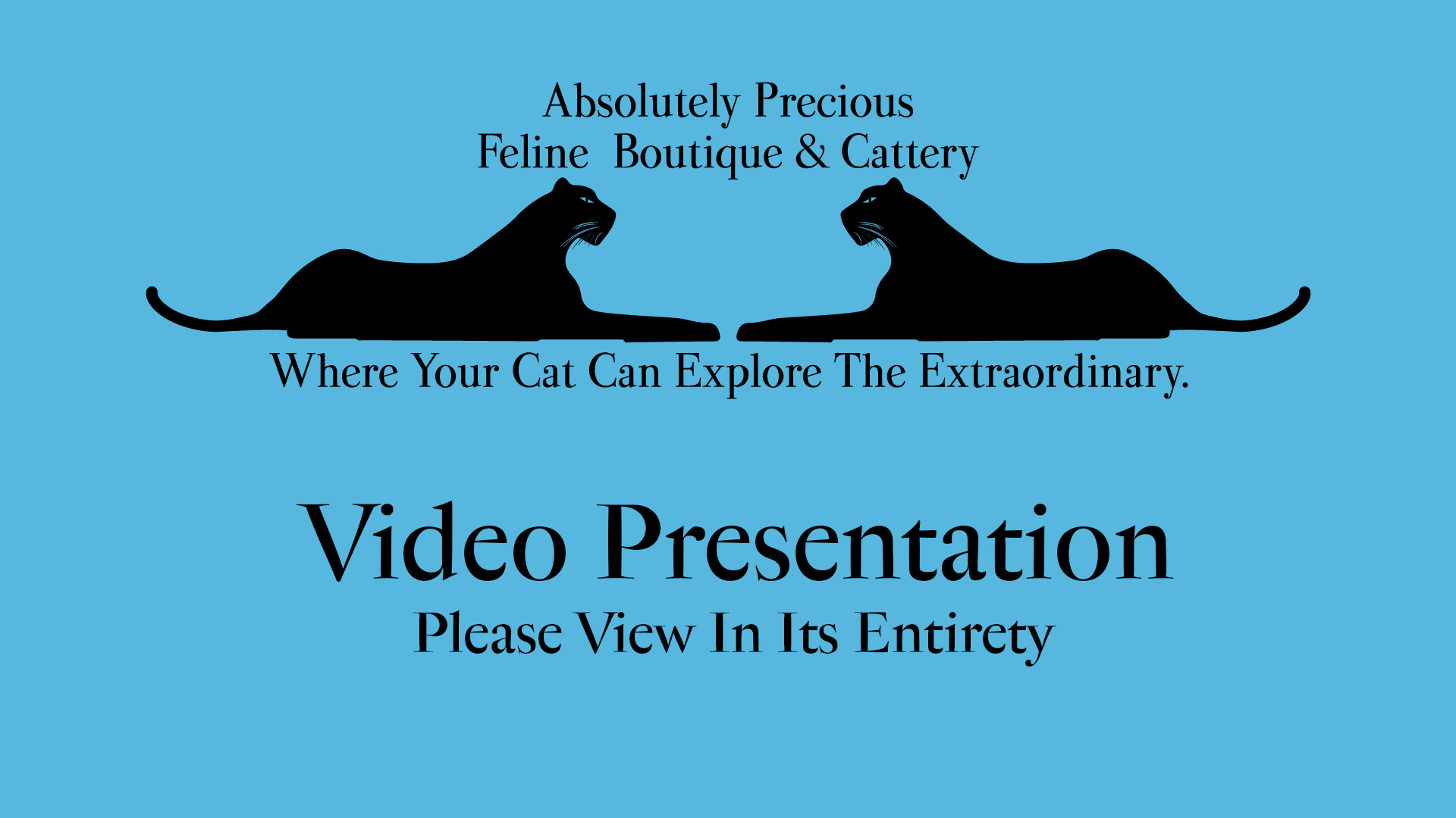 Absolutely Precious Feline: A Place for Professional Cat Care